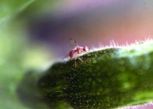 How to identify pests | DIY Blog