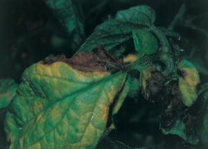 How to identify Fungi | DIY Blog